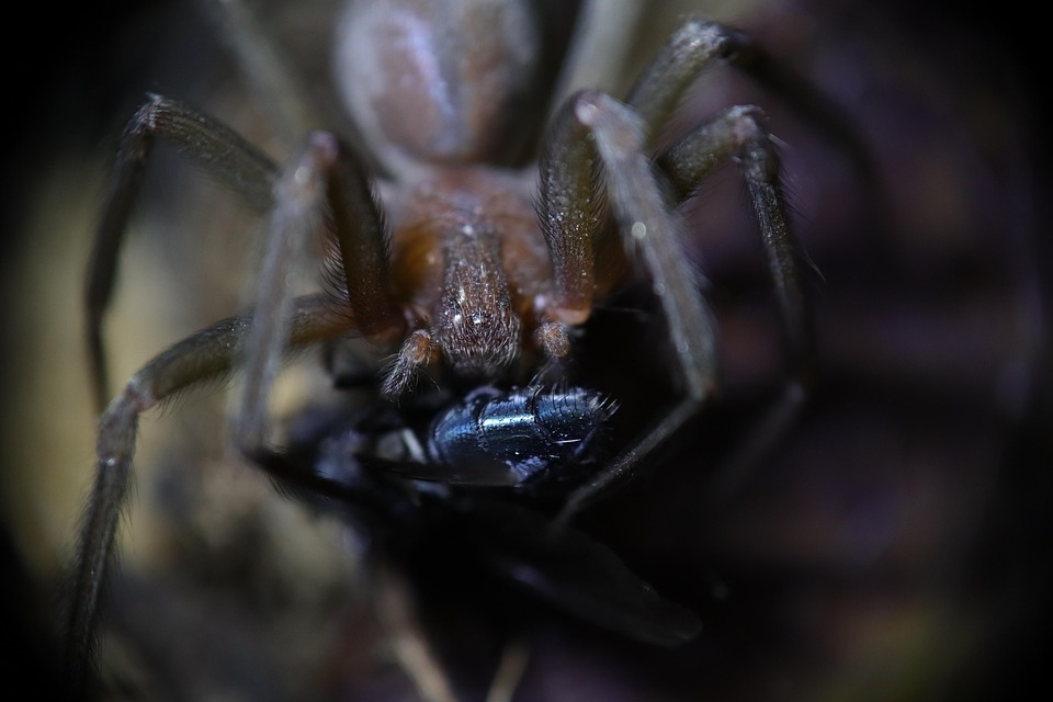 Insects Nature Arachnid Spider - Free photo on Pixabay