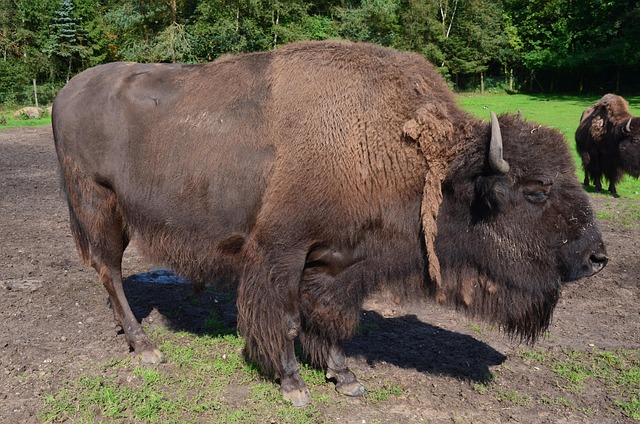 Buffalo Bison North America - Free photo on Pixabay - Pixabay