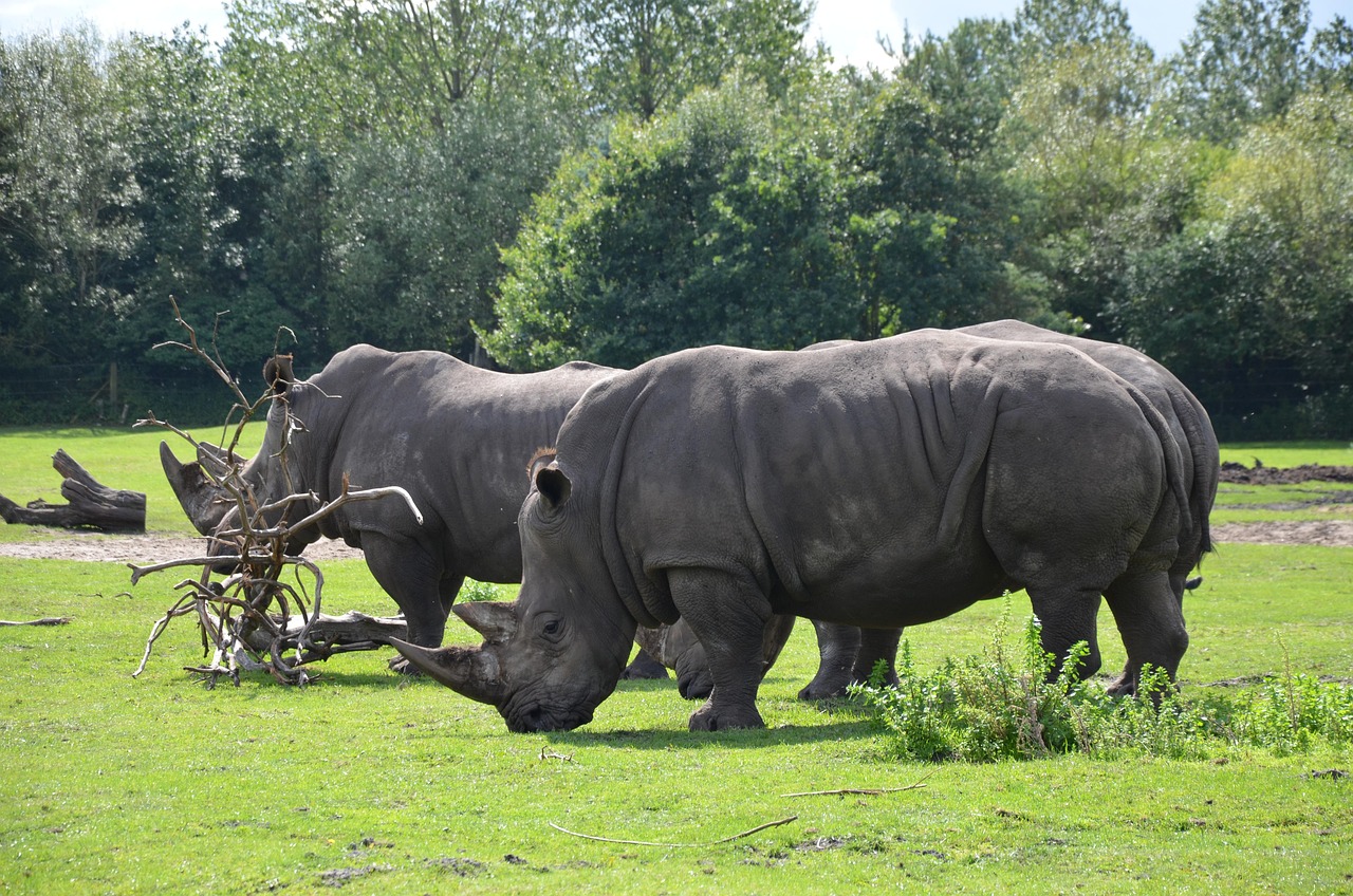 Rhinocéros Safari Afrique - Photo gratuite sur Pixabay - Pixabay