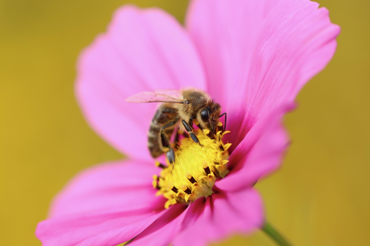 Flower Haven: Explore 400,000+ Beautiful Flowers Images, HD Wallpapers ...