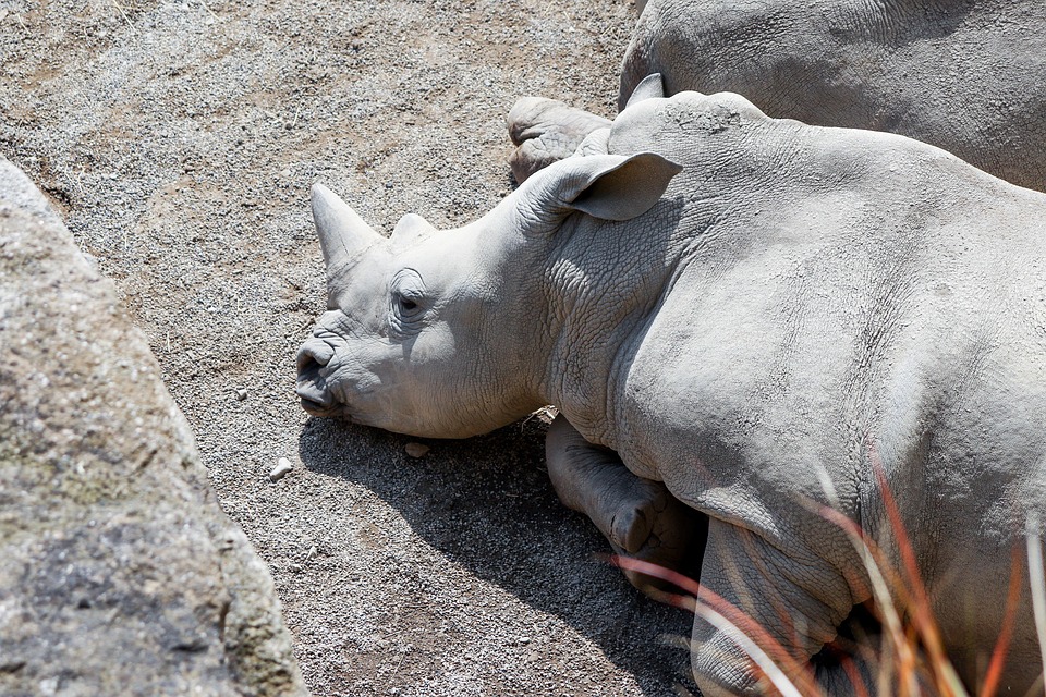 Rhinocéros Mammifère Animal Gros - Photo gratuite sur Pixabay - Pixabay