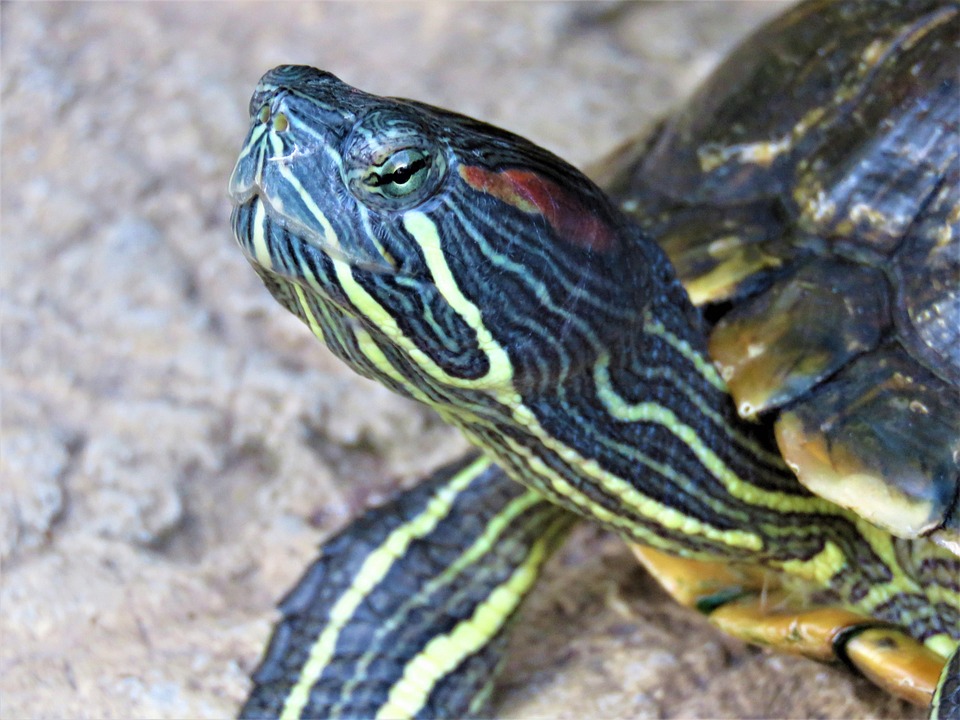 Turtle Tortoise Reptile - Free photo on Pixabay
