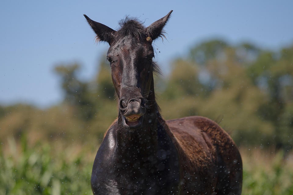 Horse Koń Konie - Free photo on Pixabay