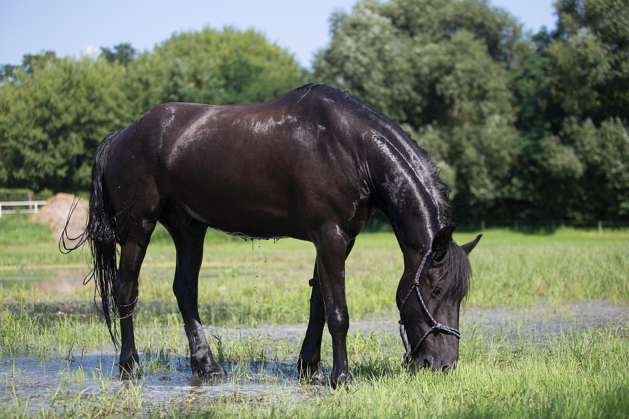 Horse Koń Konie - Free photo on Pixabay - Pixabay