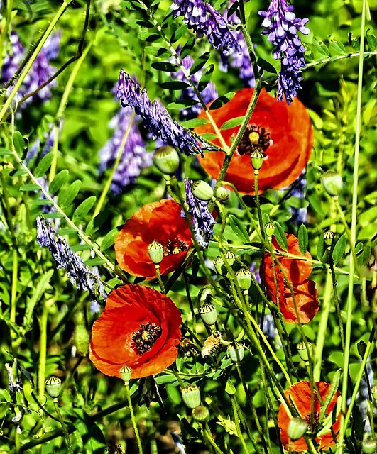 Opium Bunga Poppy - Foto gratis di Pixabay - Pixabay