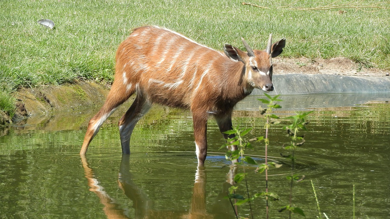 Sitatunga West African Tragelaphus - Free photo on Pixabay