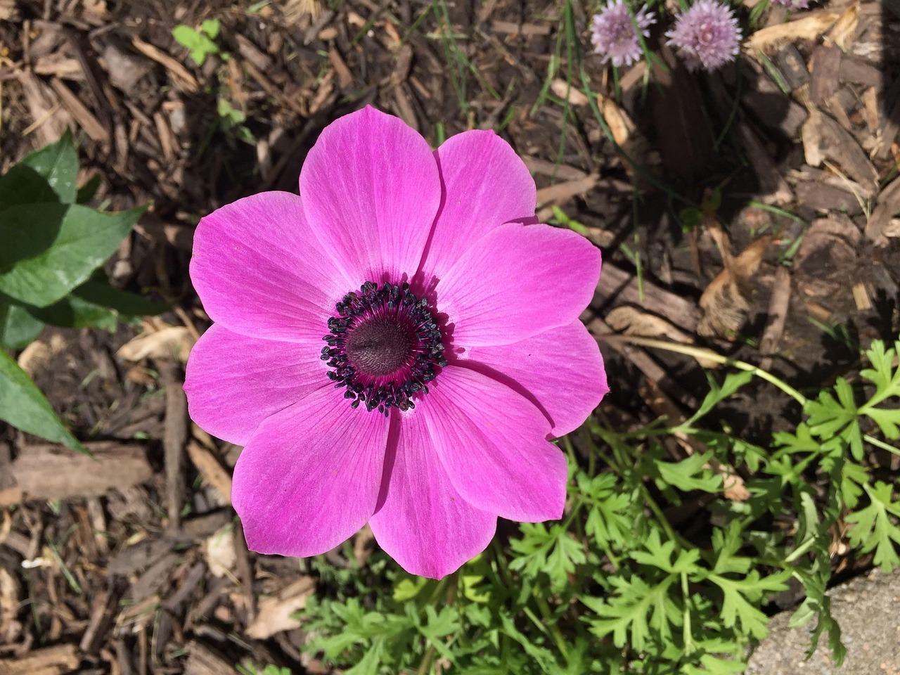 Anemone Spring Bloom - Free photo on Pixabay