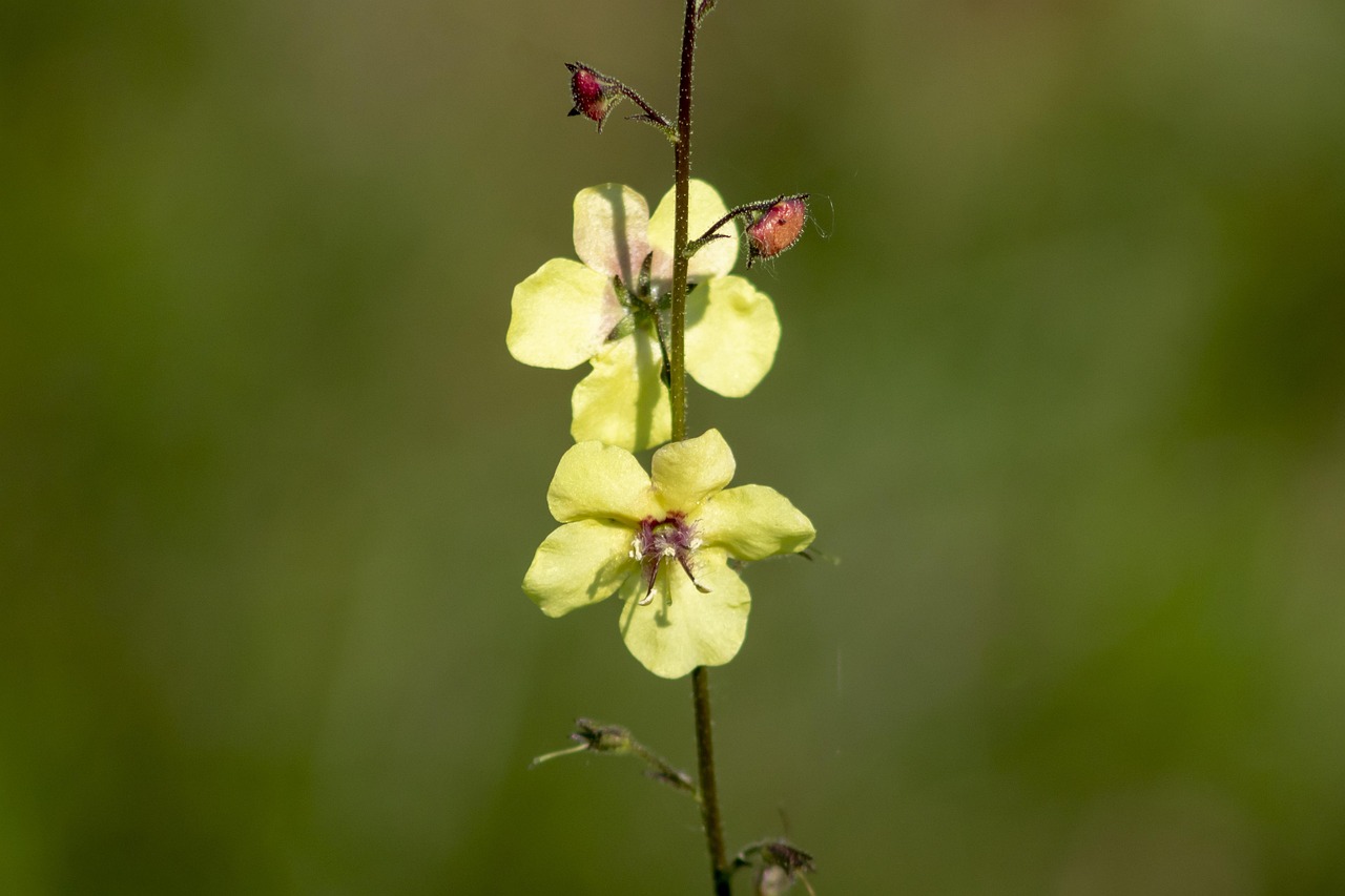 Fleurs Sauvages Fleur De Prairie - Photo gratuite sur Pixabay - Pixabay
