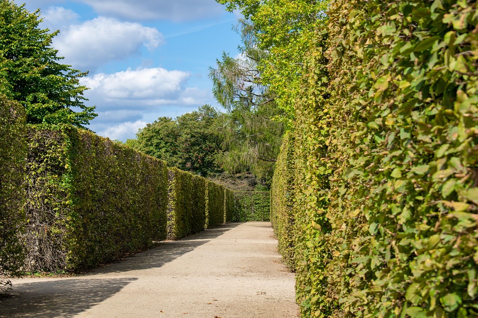 Hedge Labyrinth Maze - Free photo on Pixabay - Pixabay