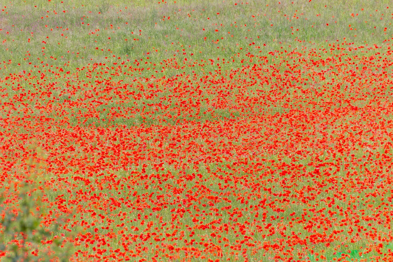 Plus de 1 000 images de Champ De Coquelicots et de Coquelicot - Pixabay
