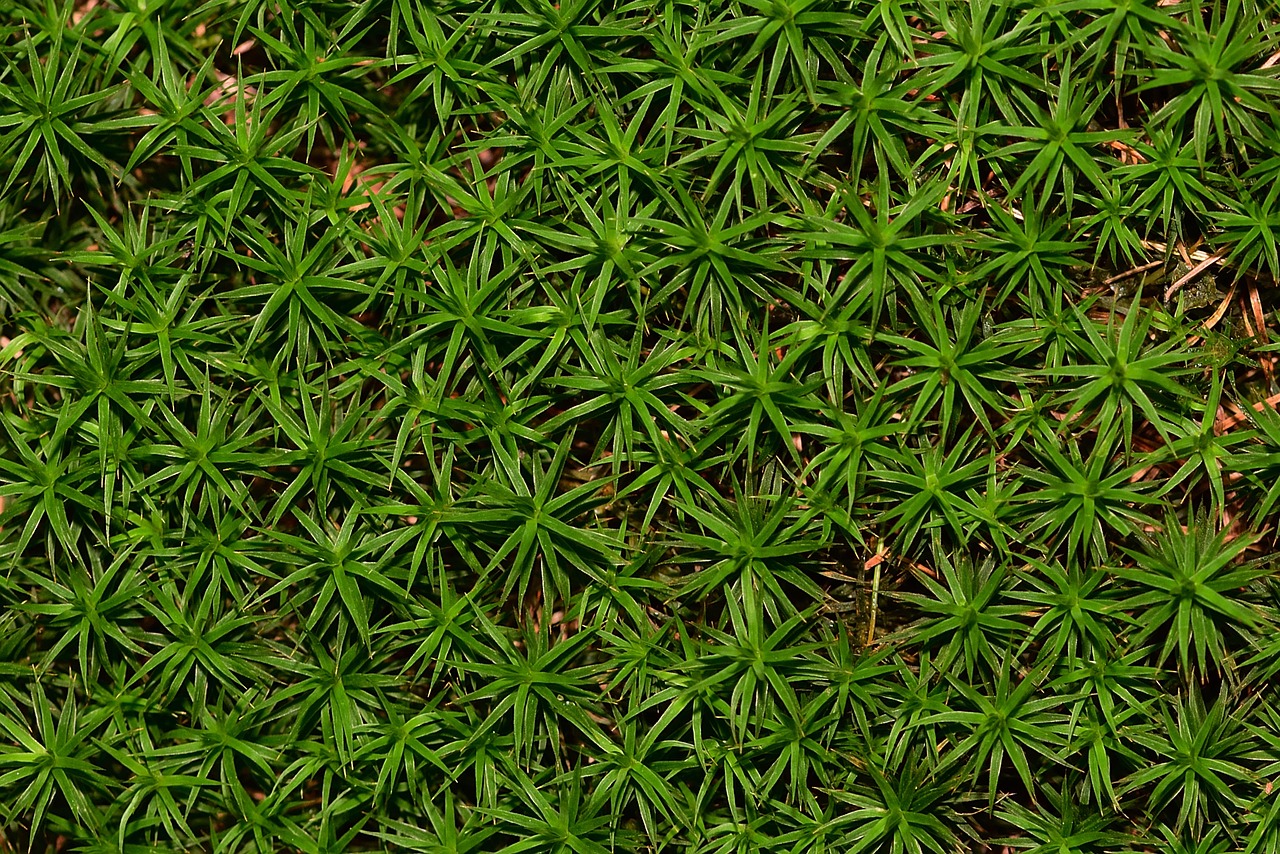 La Nature Forêt Mousse - Photo gratuite sur Pixabay - Pixabay