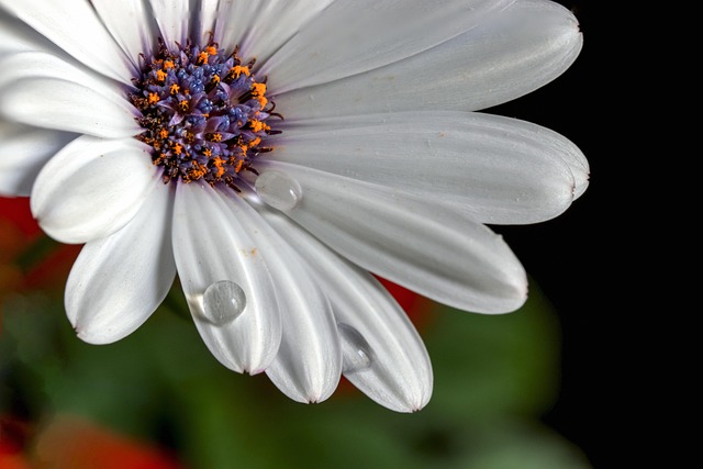 Belle Daisy Blanche Fleur - Photo gratuite sur Pixabay - Pixabay