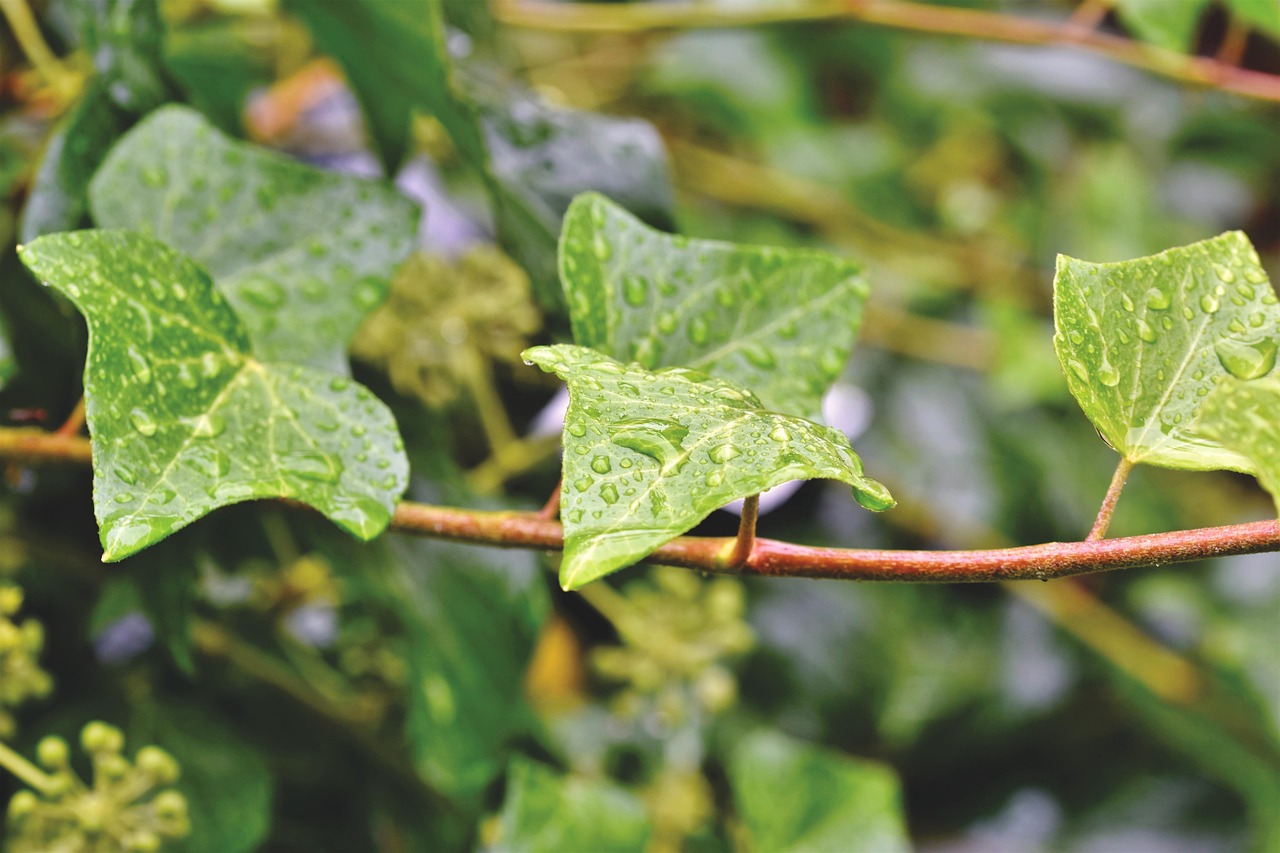 Ivy Climber Plant Tendrils - Free photo on Pixabay - Pixabay