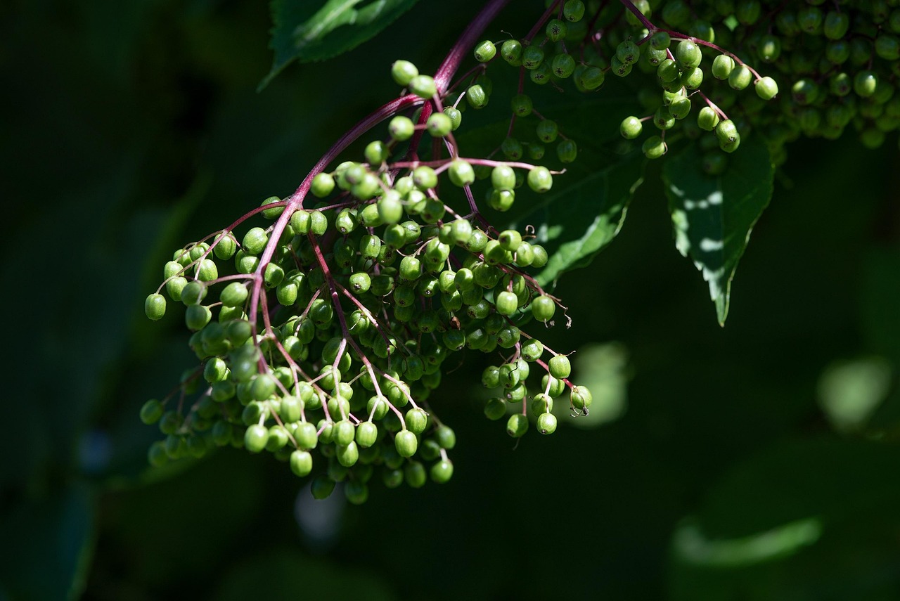 200+ Free Elderberry & Elderberries Photos - Pixabay