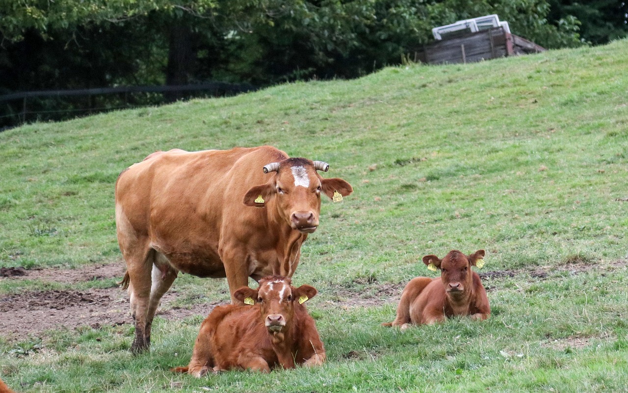 Bovine Agriculture Nature Farm - Free photo on Pixabay