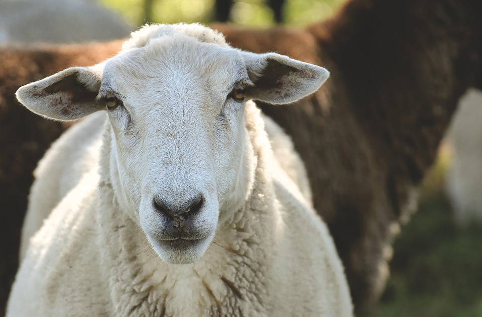 Schaf Bauernhof Tier - Kostenloses Foto auf Pixabay - Pixabay