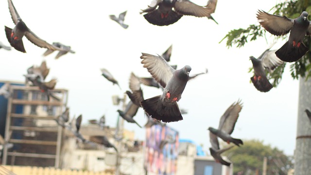 Oiseau Colombe En Volant - Photo gratuite sur Pixabay