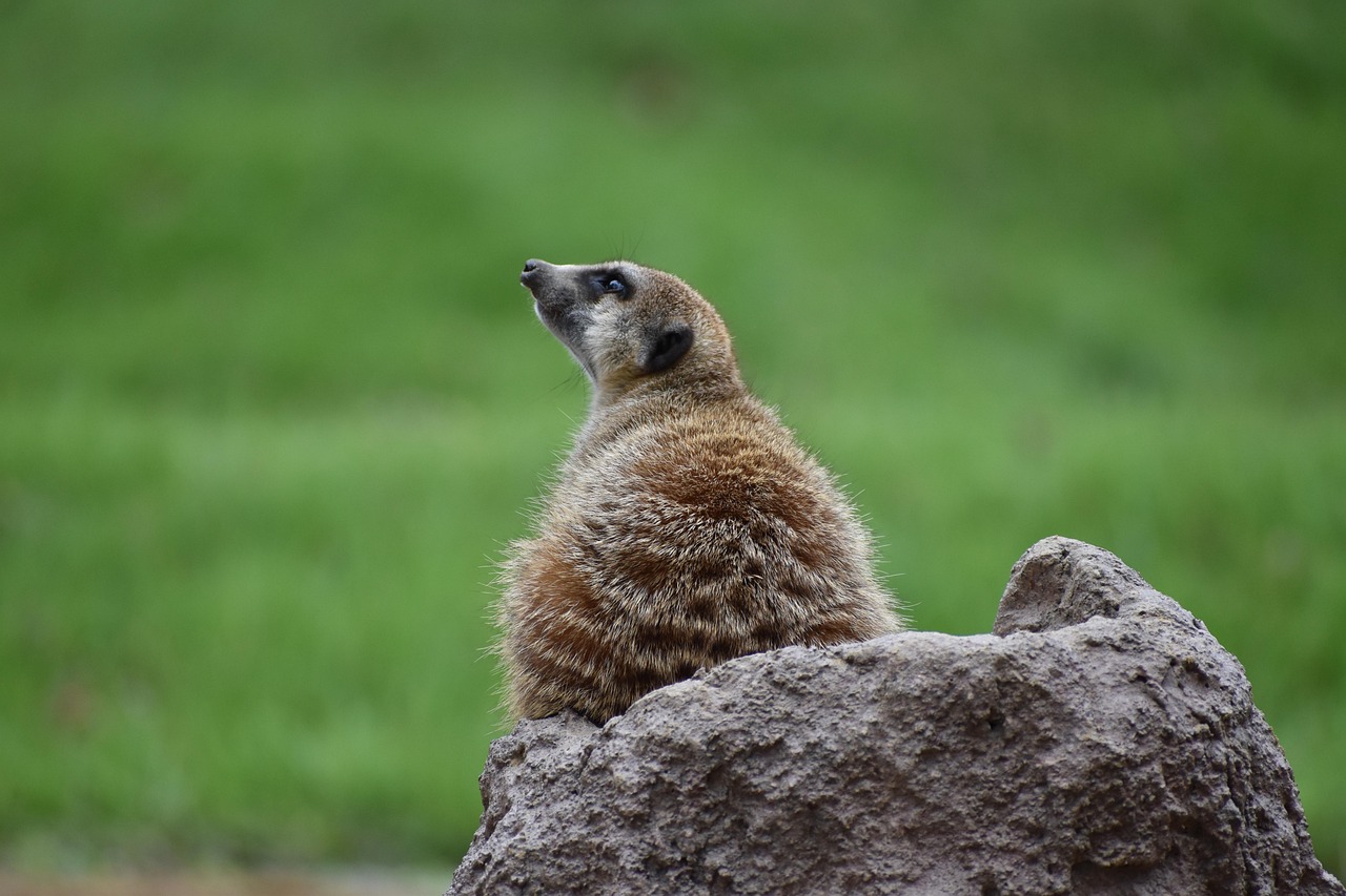 Zoo Brown Animal - Free photo on Pixabay - Pixabay