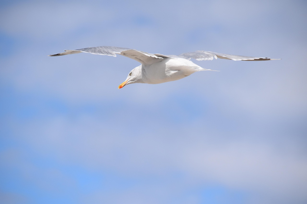 Seagull Gull A Species Of Marine - Free photo on Pixabay