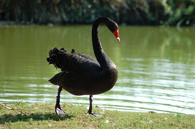 Cisne Negro Elegante - Foto gratis en Pixabay - Pixabay