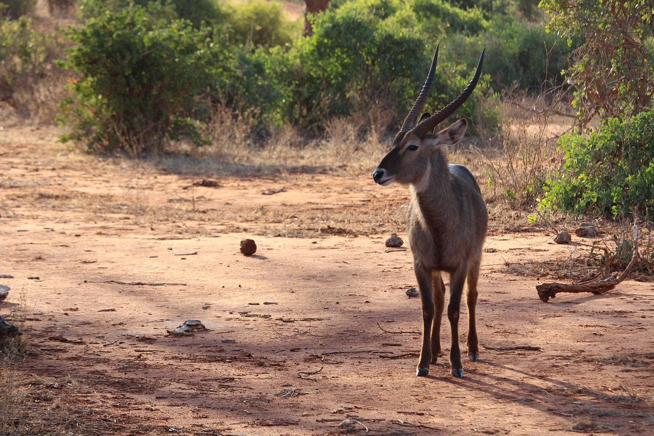 Waterbuck Antelope - Free photo on Pixabay - Pixabay
