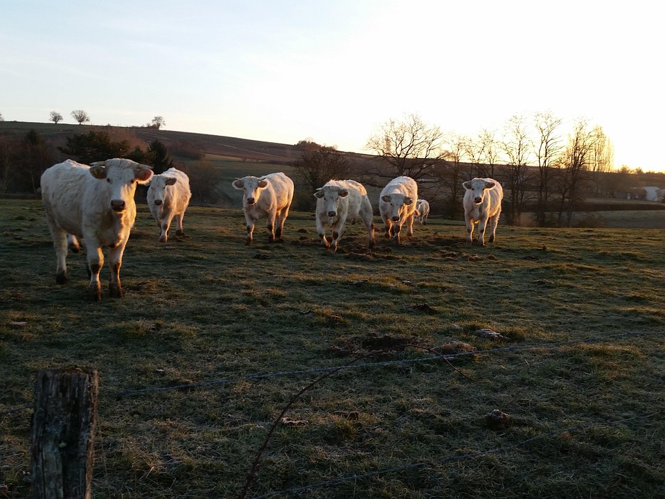 La France Vaches Blanches - Photo gratuite sur Pixabay - Pixabay