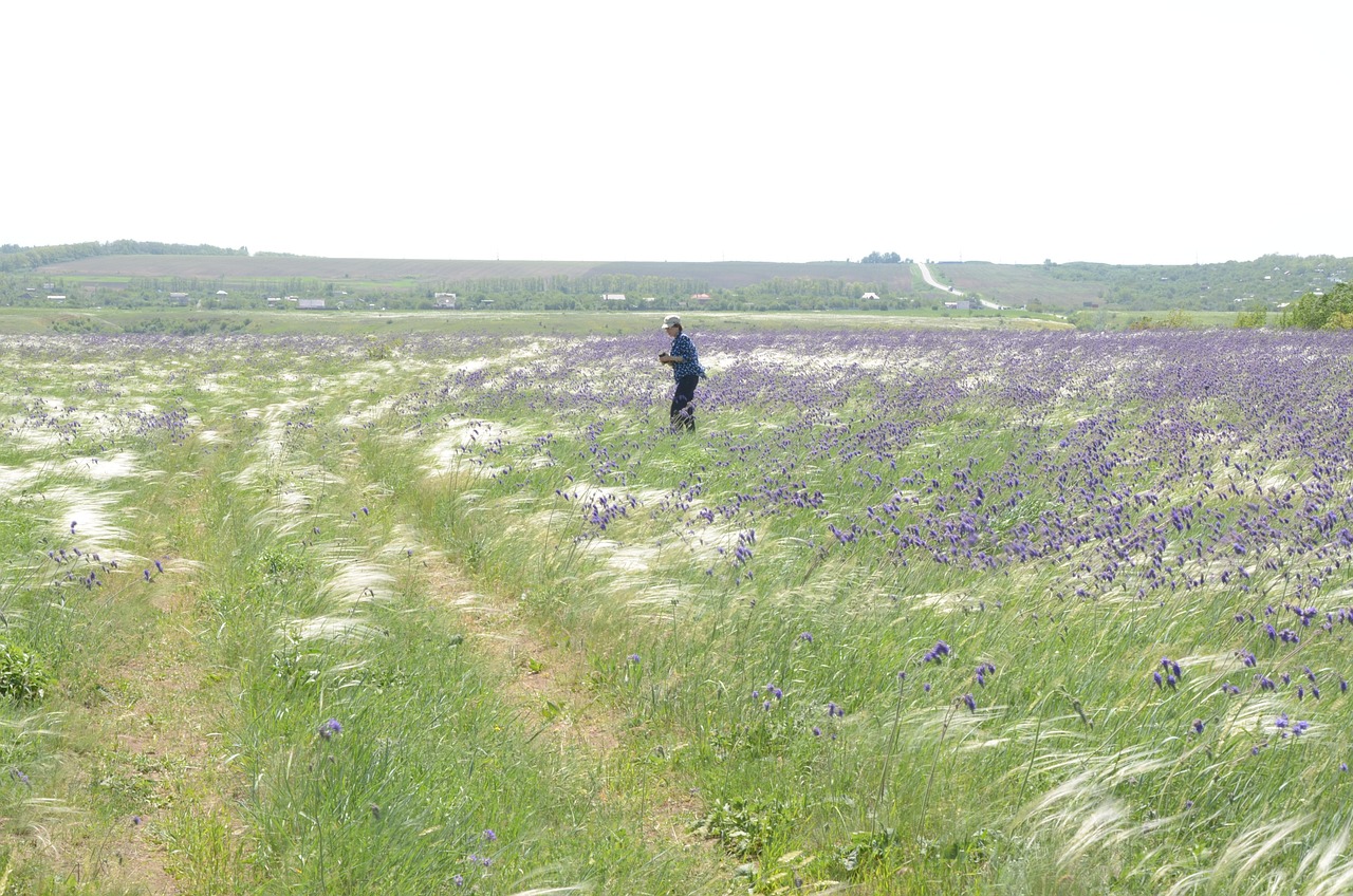 60,000+ Free Steppe Flower & Steppe Images - Pixabay