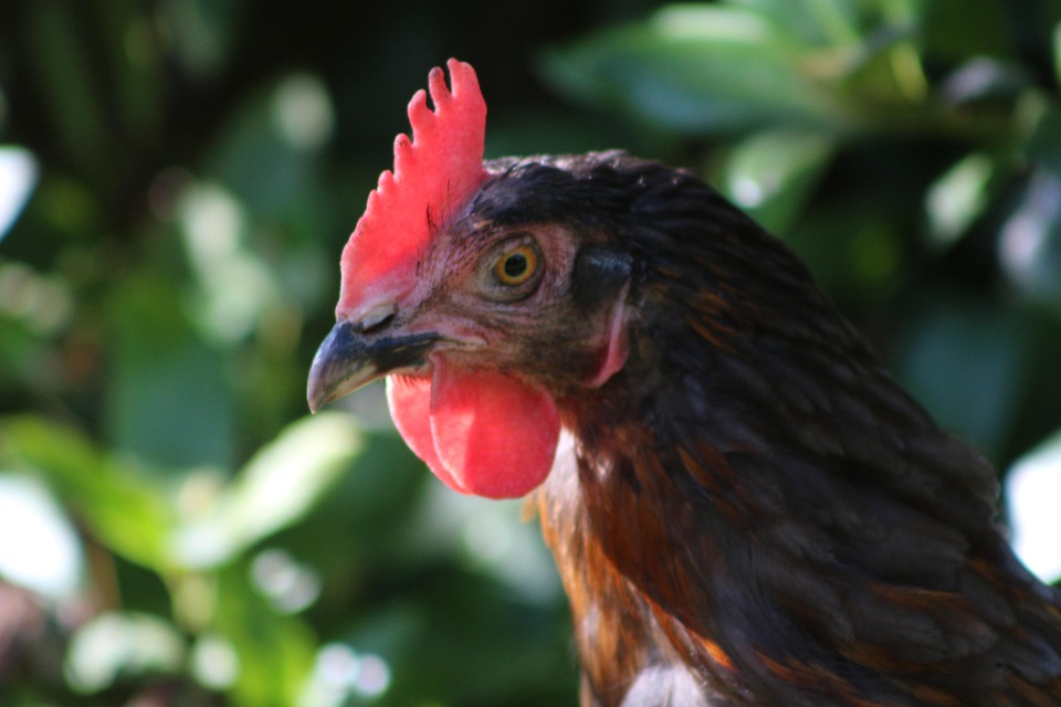 Chicken Feathers Bird - Free photo on Pixabay - Pixabay
