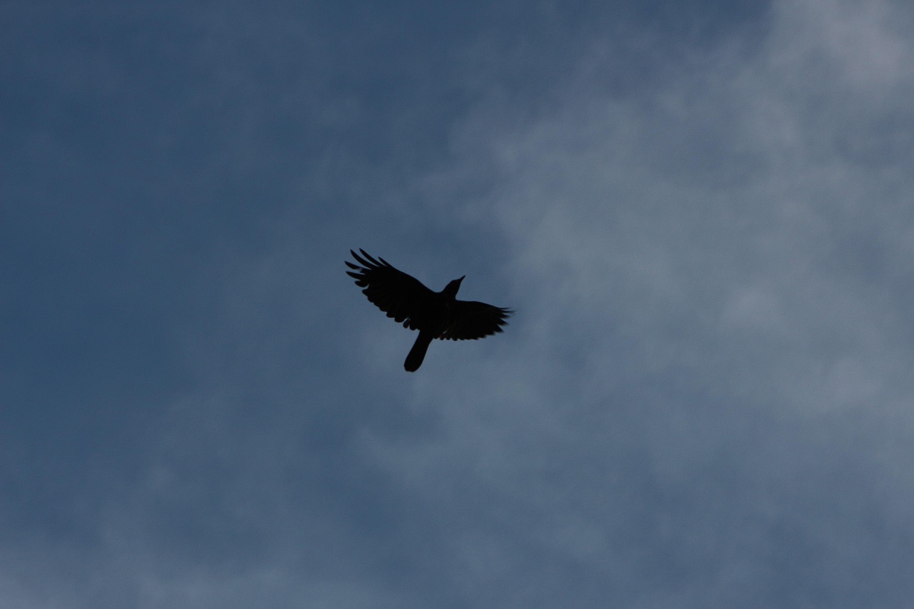 Bird Above Heaven - Free photo on Pixabay - Pixabay