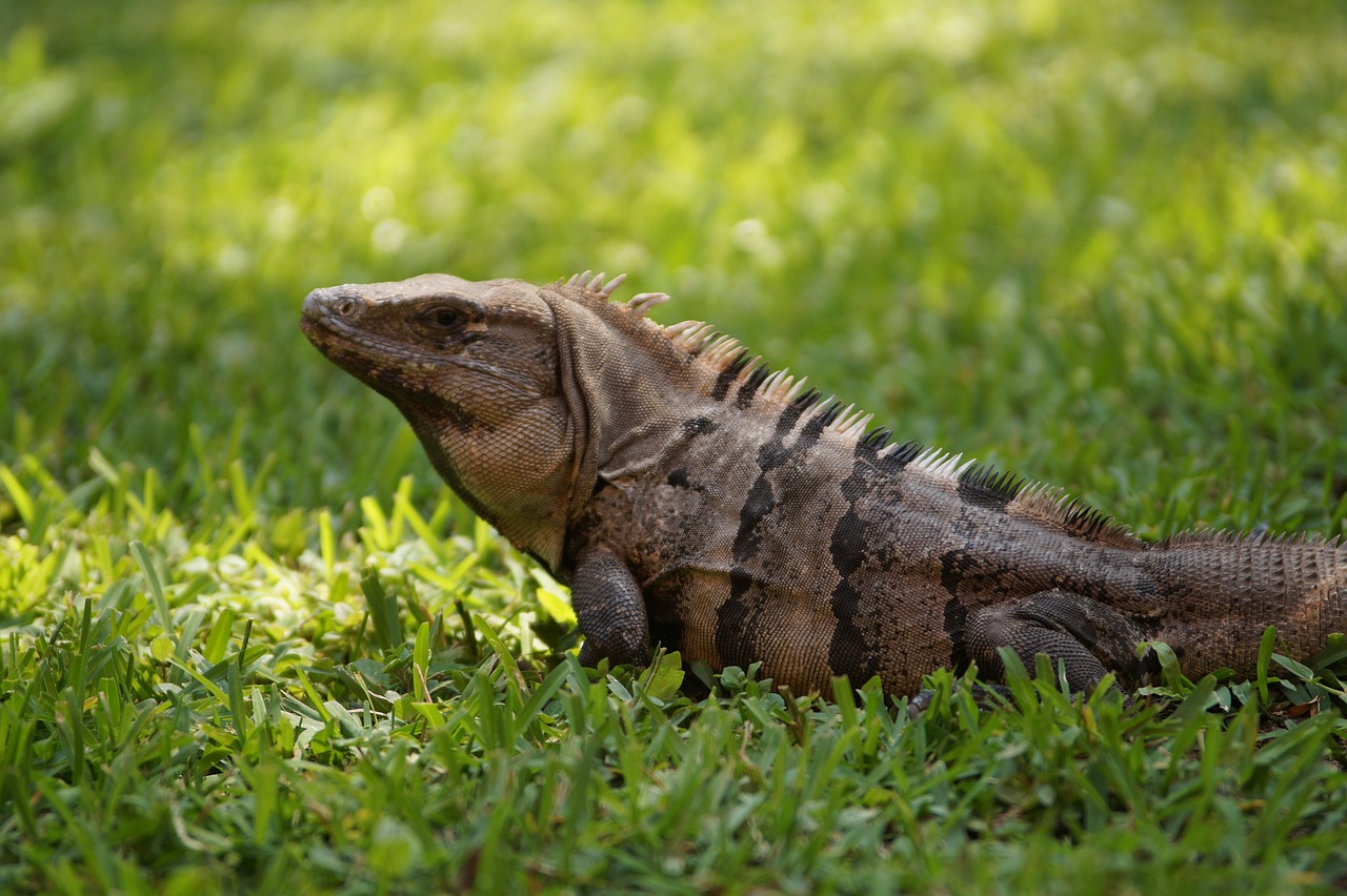 Iguana Animal Mexico - Free photo on Pixabay
