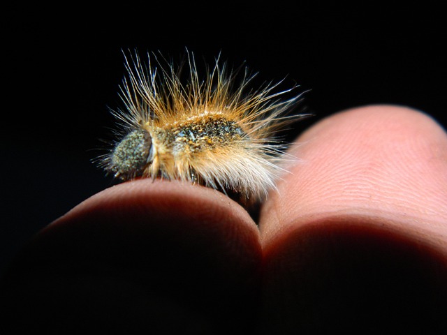 Chenille Insecte Confiance - Photo gratuite sur Pixabay - Pixabay