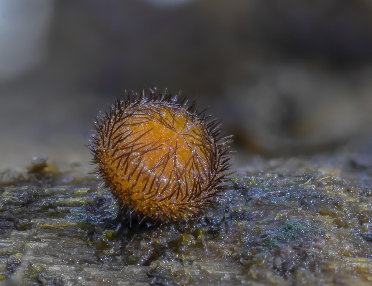 Cils-Champignons Des - Photo gratuite sur Pixabay