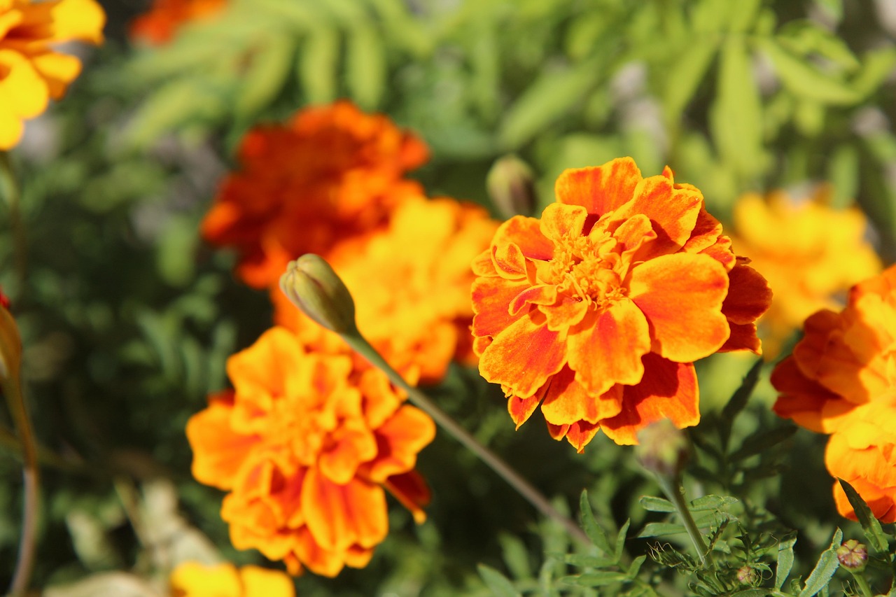 Carnations Of India Eyelet Flower - Free photo on Pixabay - Pixabay