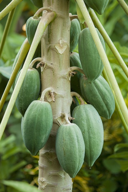 300+ Free Papaya & Fruit Images - Pixabay