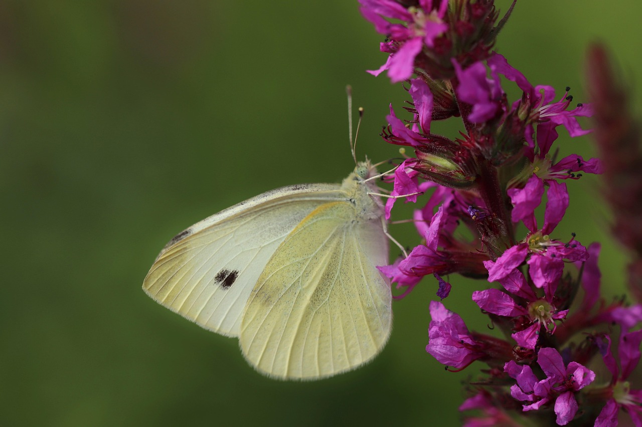 Insect White Butterfly - Free photo on Pixabay