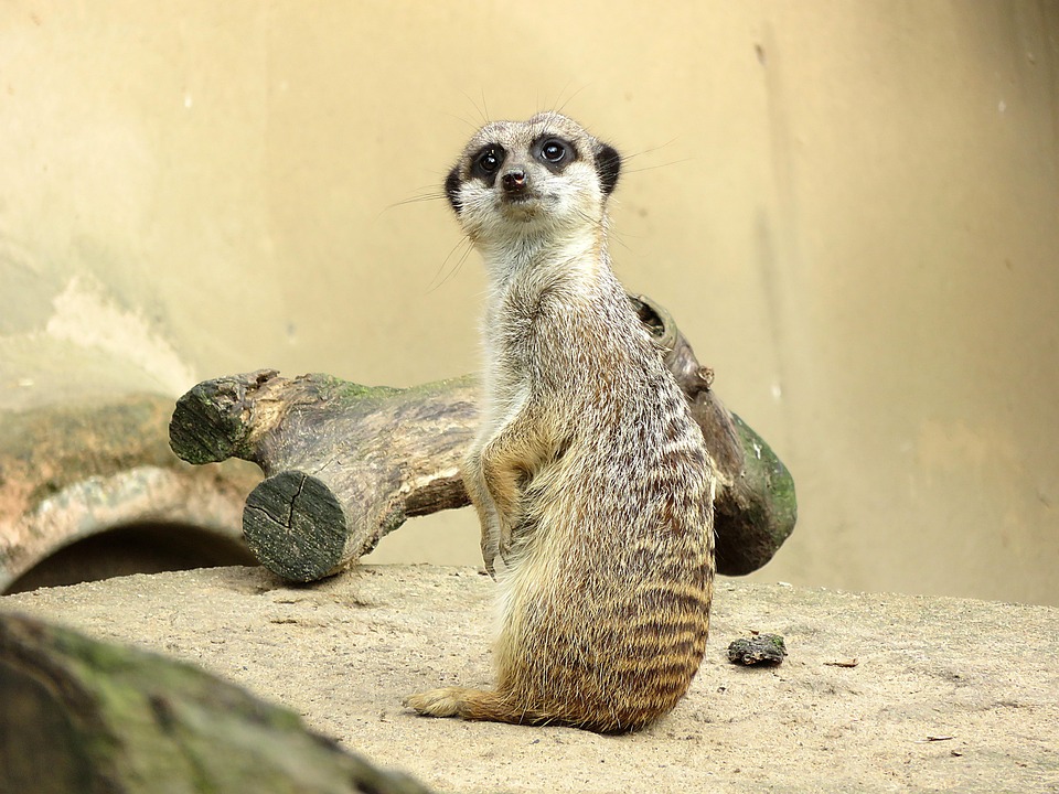 Meerkat Animal Zoo - Free photo on Pixabay - Pixabay