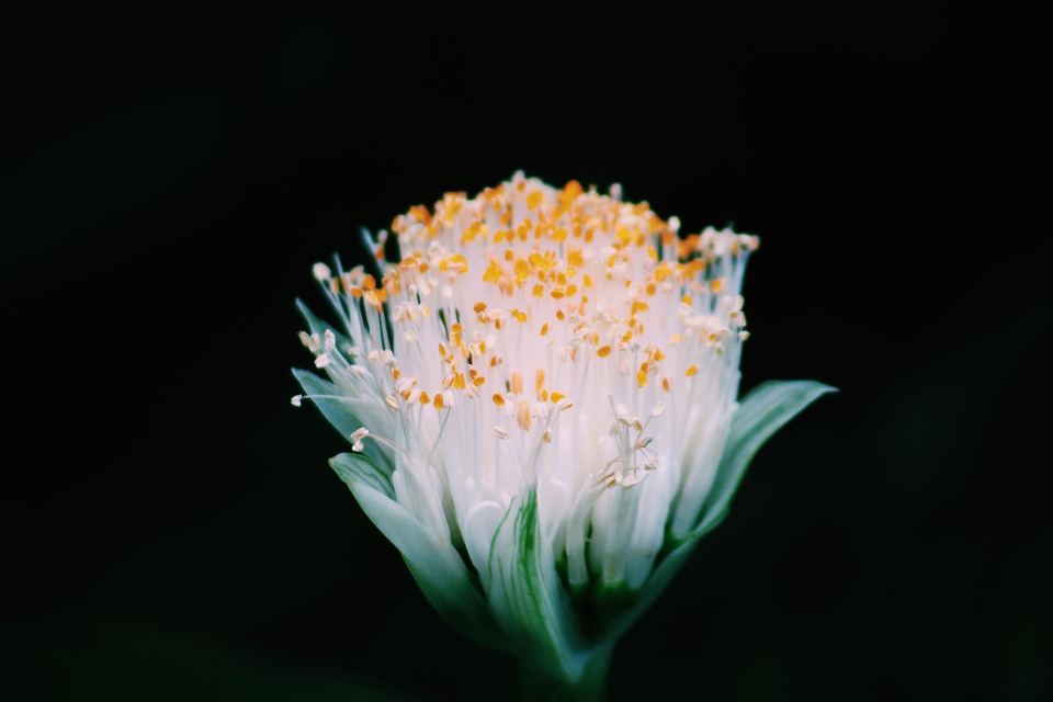 Flower Petal Stem - Free photo on Pixabay