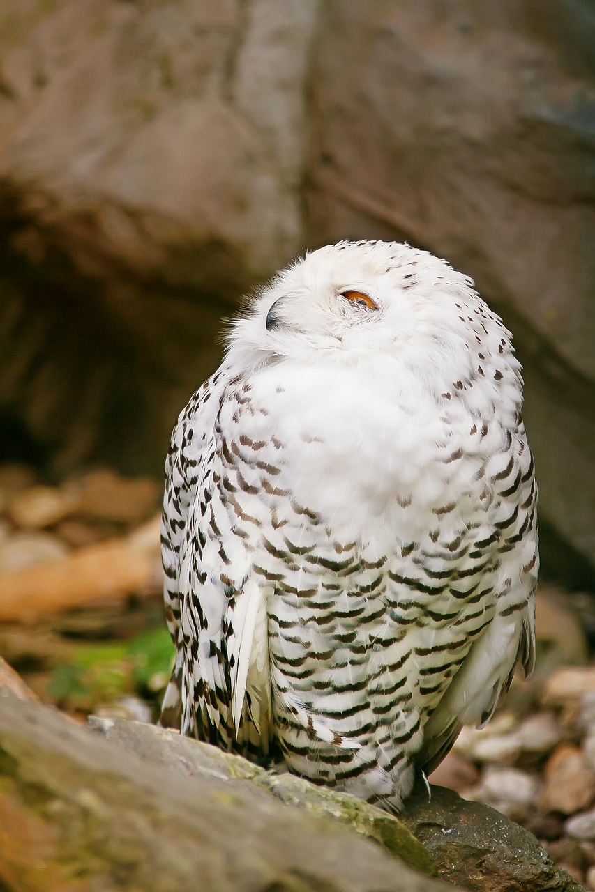 Snowy Owl Bird Birds Of Prey - Free photo on Pixabay - Pixabay