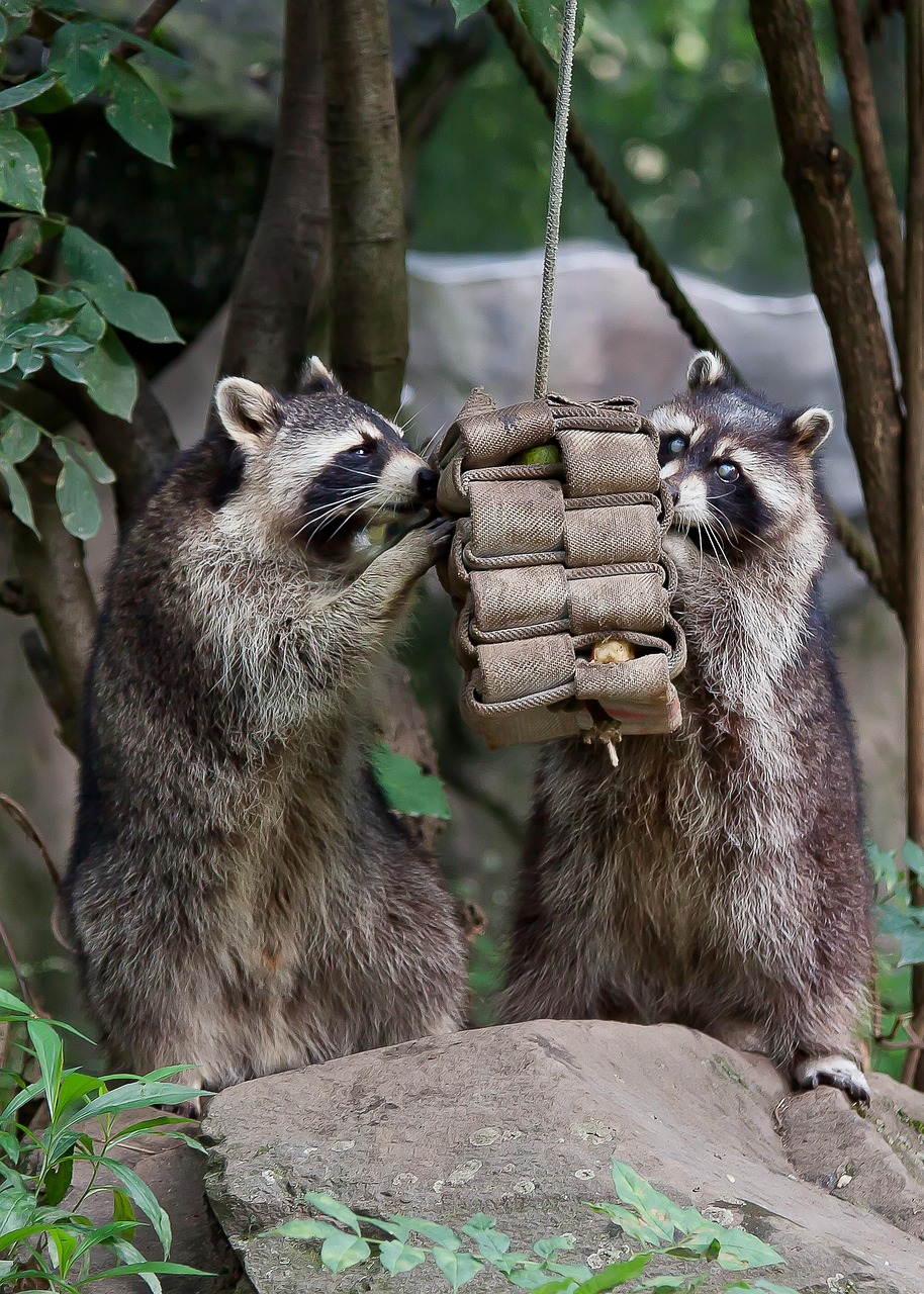 400+ Free Raccoon & Nature Photos - Pixabay
