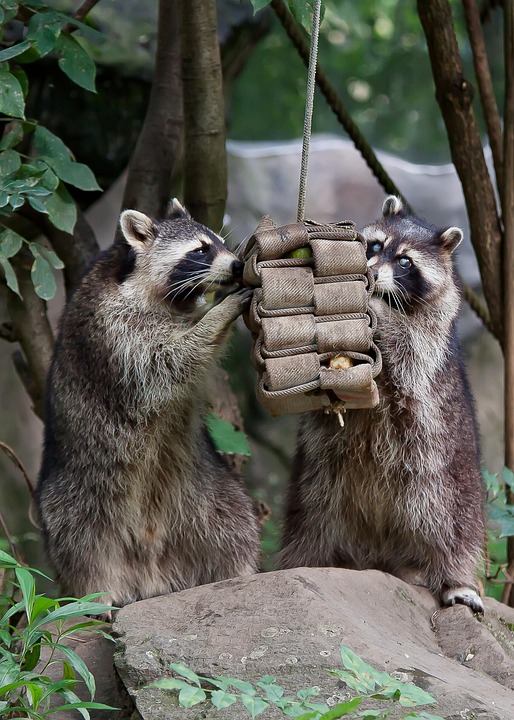 Raccoon Cute Animal - Free photo on Pixabay