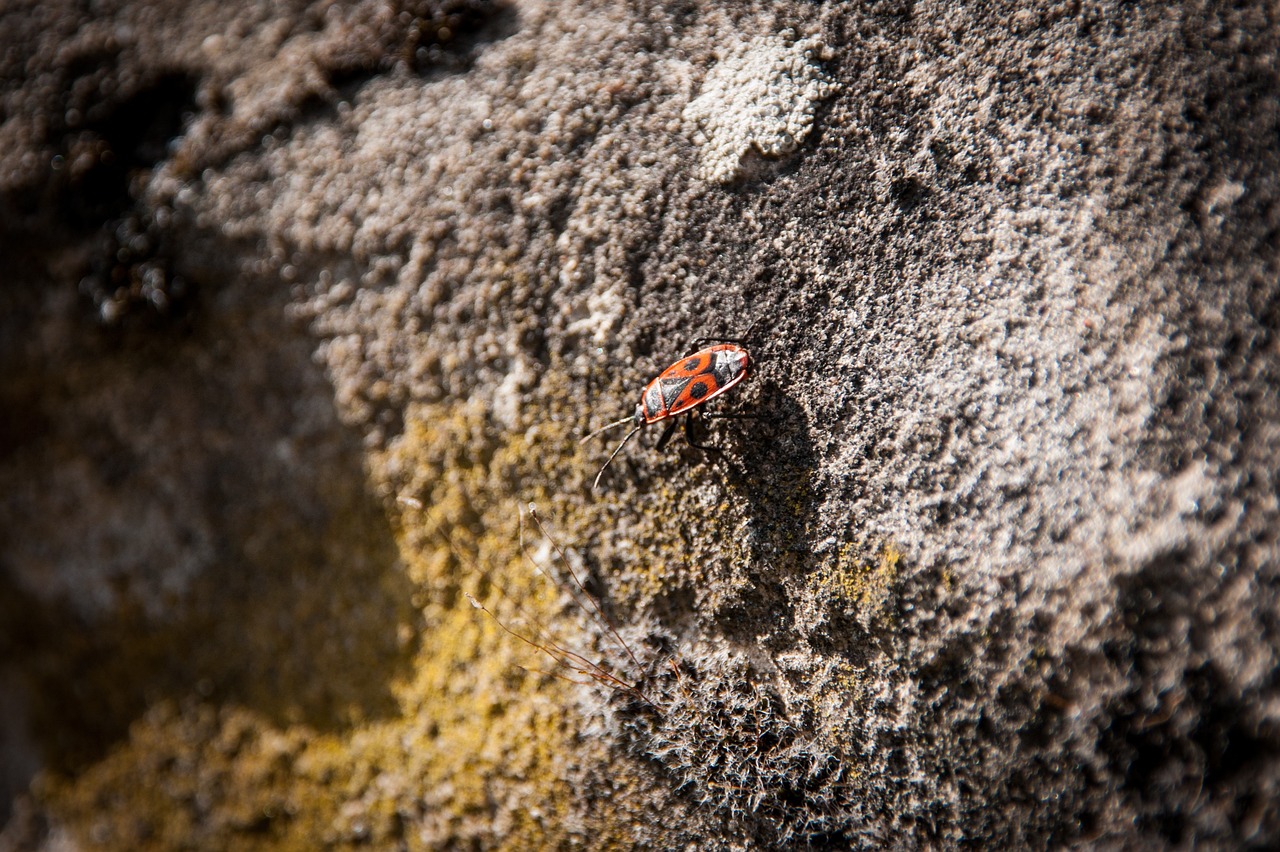 Beetle Fire Insect - Free photo on Pixabay - Pixabay
