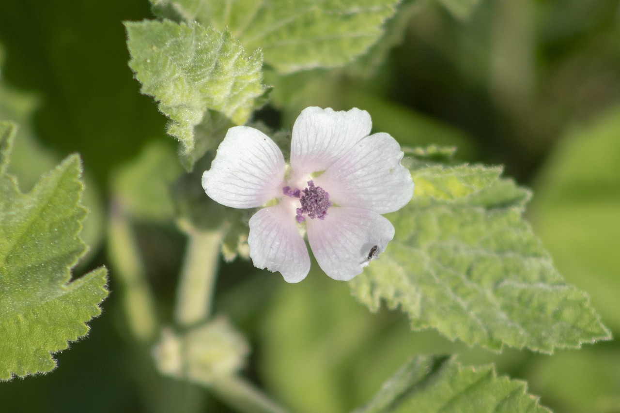 Fleurs Sauvages Fleur De Prairie - Photo gratuite sur Pixabay - Pixabay