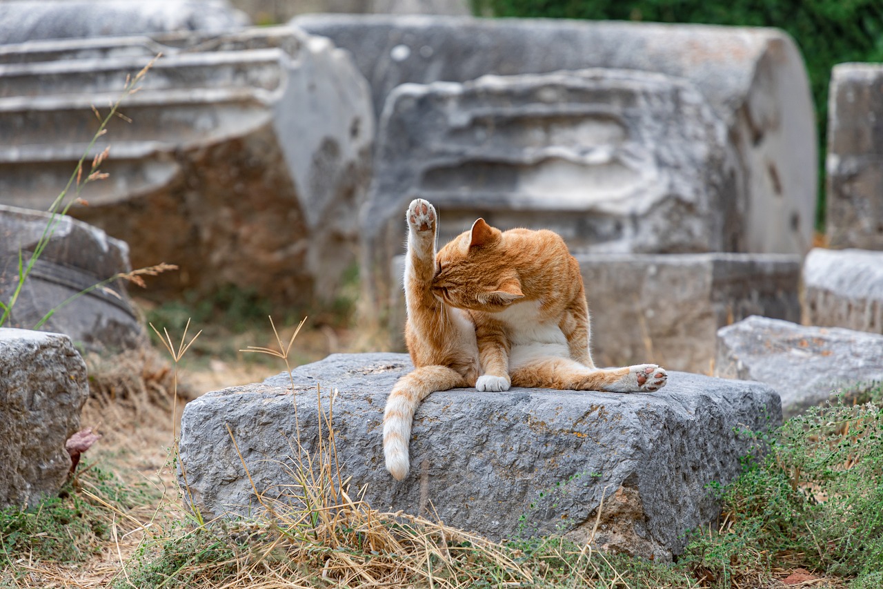 50,000+ Free Kitty Cat & Cat Images - Pixabay