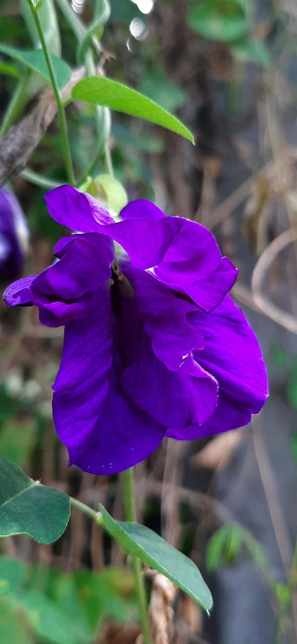 50+ Free Blue Pea Flowers & Butterfly Pea Images - Pixabay