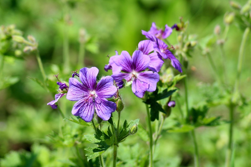Flowers Violet Summer The - Free photo on Pixabay - Pixabay