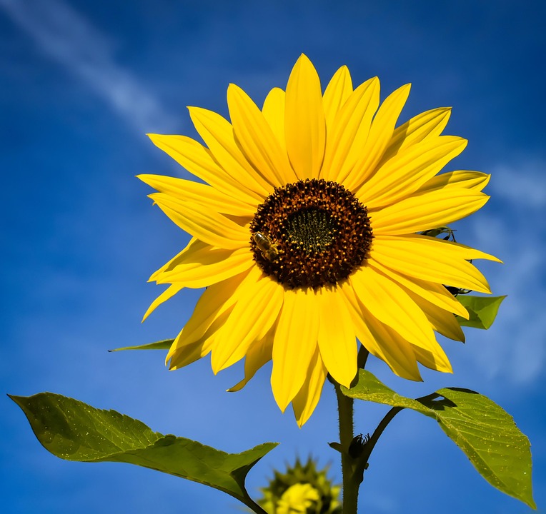 Sunflower Summer Garden - Free photo on Pixabay