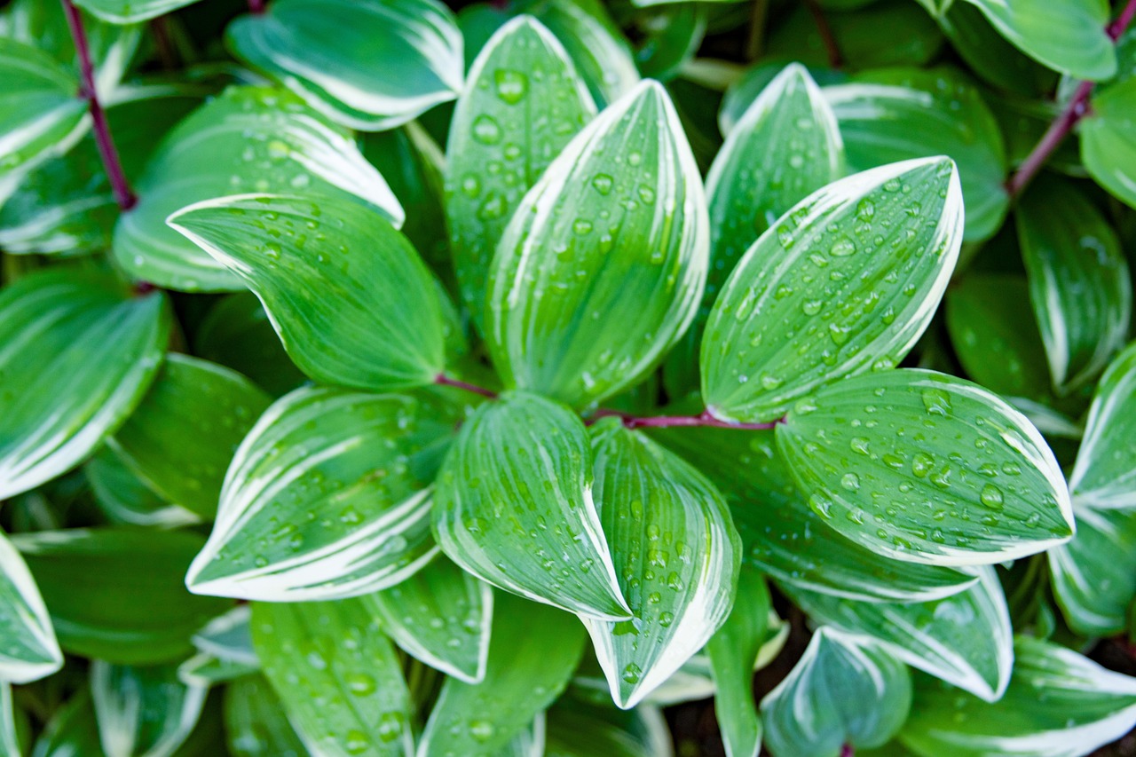 600,000+ Free Non Green Non Flowering Plants & Nature Images - Pixabay