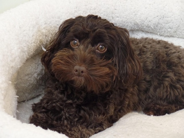 30+ Free Cockapoo & Dog Images - Pixabay