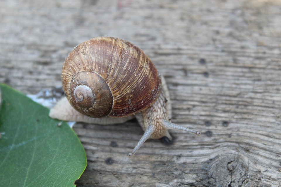 Nature Snail Shell - Free photo on Pixabay