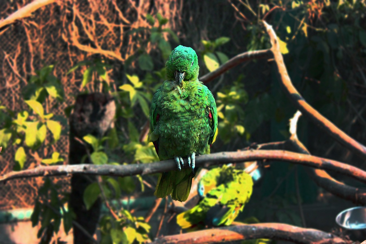100+ Free Beautiful Hen & Nature Images - Pixabay